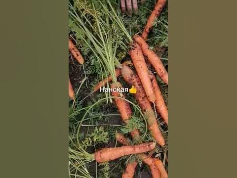 Сорт "Нанская". Сеем очень много лет этот сорт моркови! - YouTube