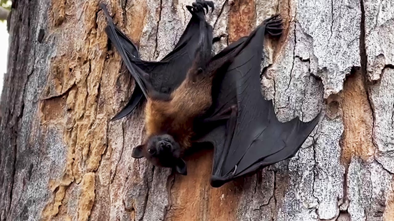 Baby bat crying for mom - YouTube