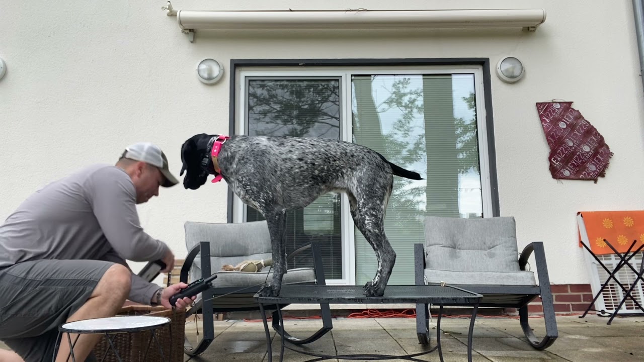 Trained Retrieve Day 18 Session 25 11 Jul 21 YouTube Trained Retrieve Day 18 Session 25 11 Jul 21 YouTube