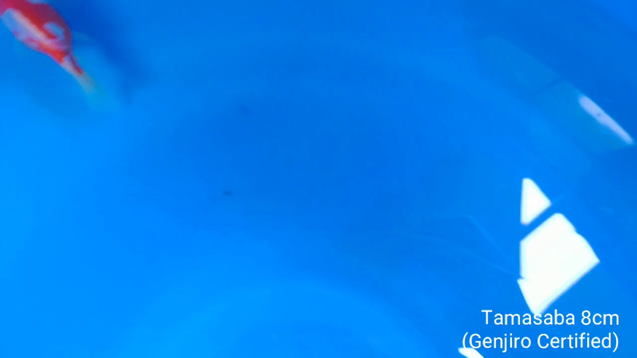04 Japan Koi Tamasaba Fish Tosai Ikan Koi Tamasaba Import Genjiro Koi ...