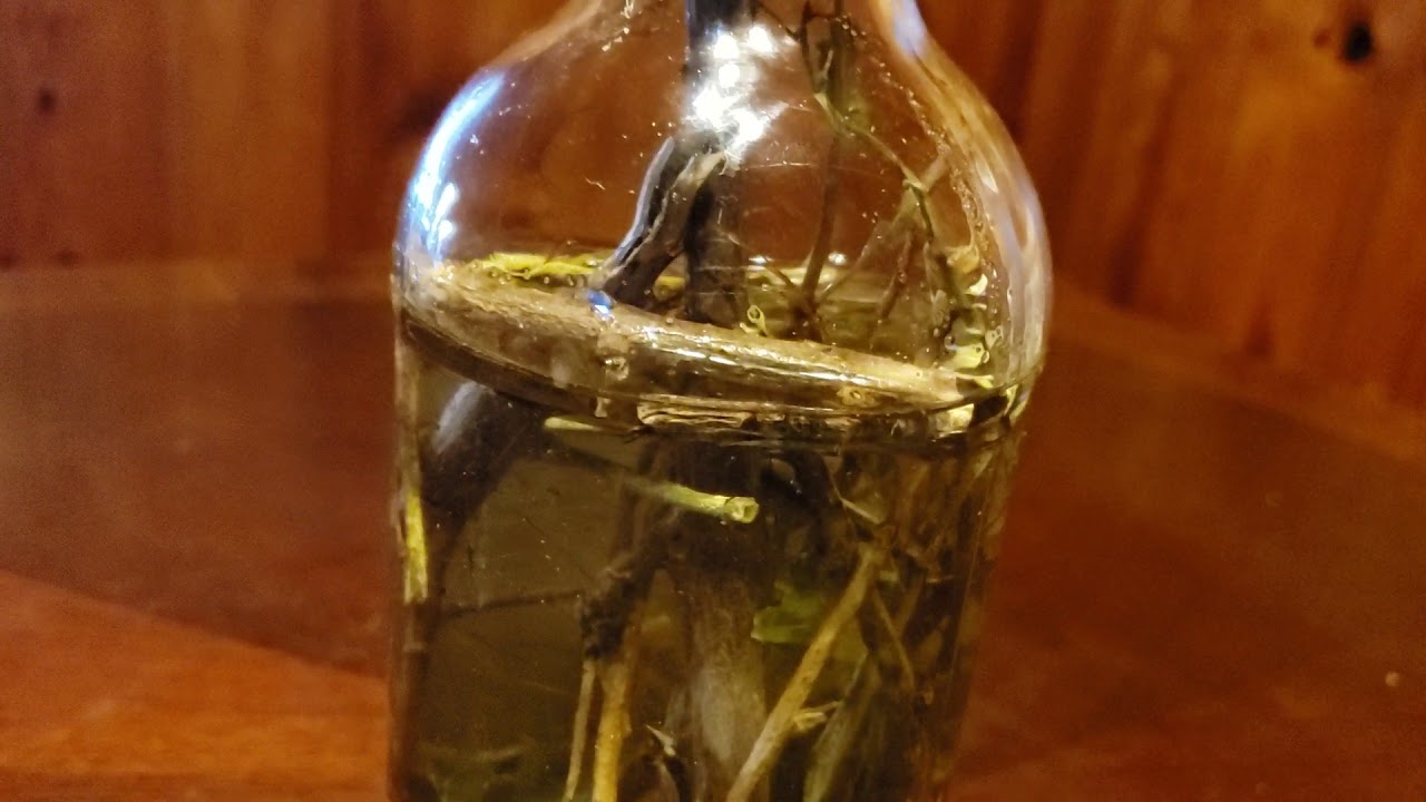 Guinea Hen Weed Extract - YouTube