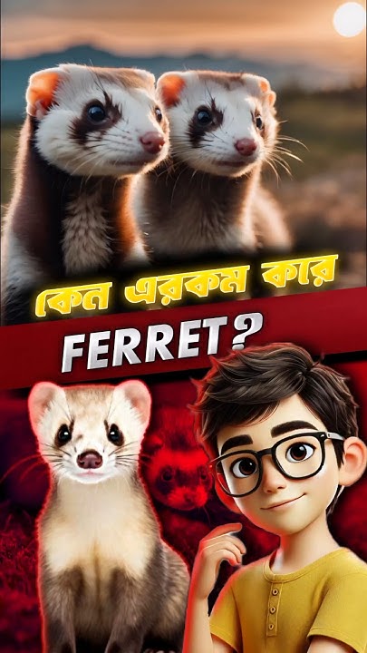 Interesting Facts about Ferret's 🤫 #shorts #facts #bangla #explained # ...