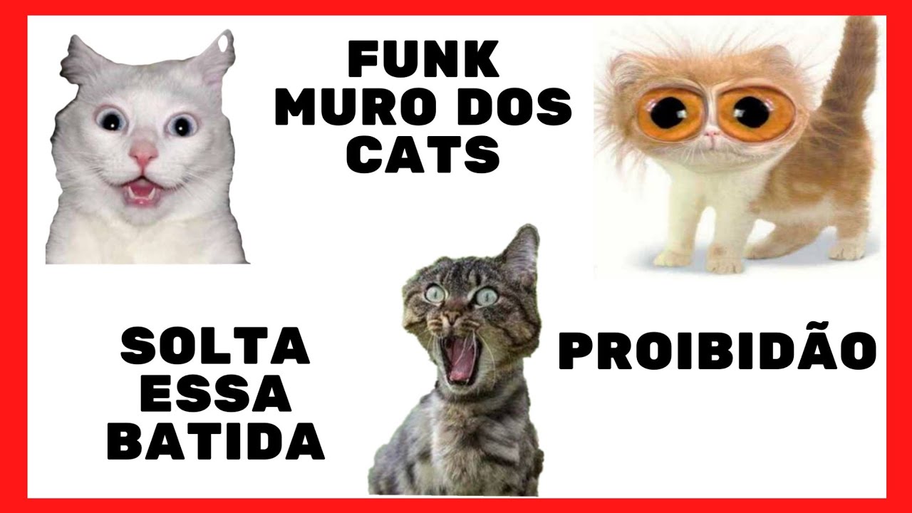 MEME FUNK MURO DOS CATS, O NOVO SUCESSO. - YouTube