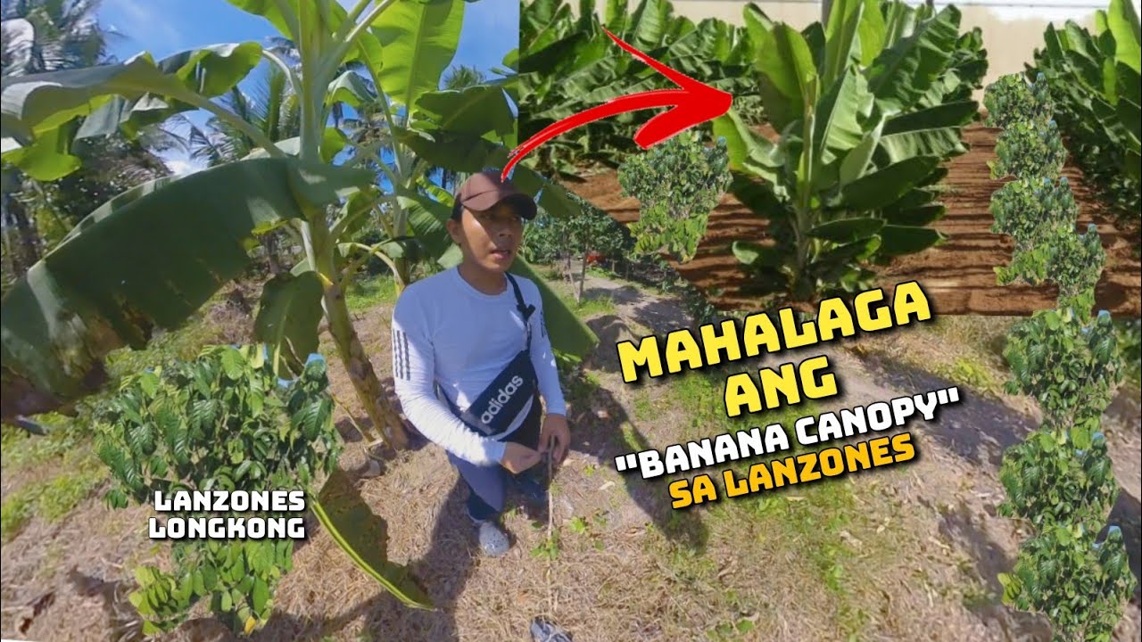 Farm vlog Philippines | lanzones farming and banana intercropping - YouTube