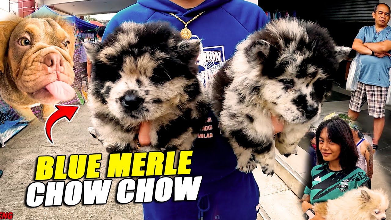 The Blue Merle Chow is a RARE and UNIQUE breed of DOG - YouTube
