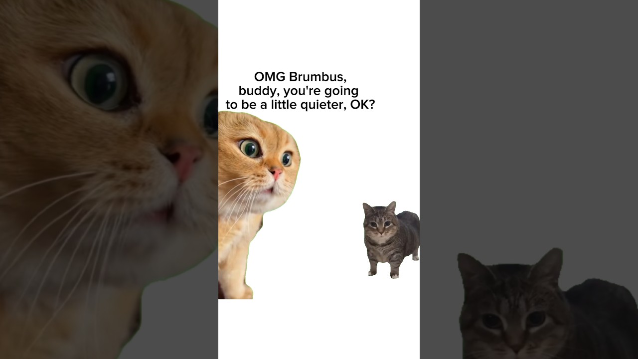 cat memes 😺 Brumbus becomes quiet #cat #catmemes #catperson #memes # ...