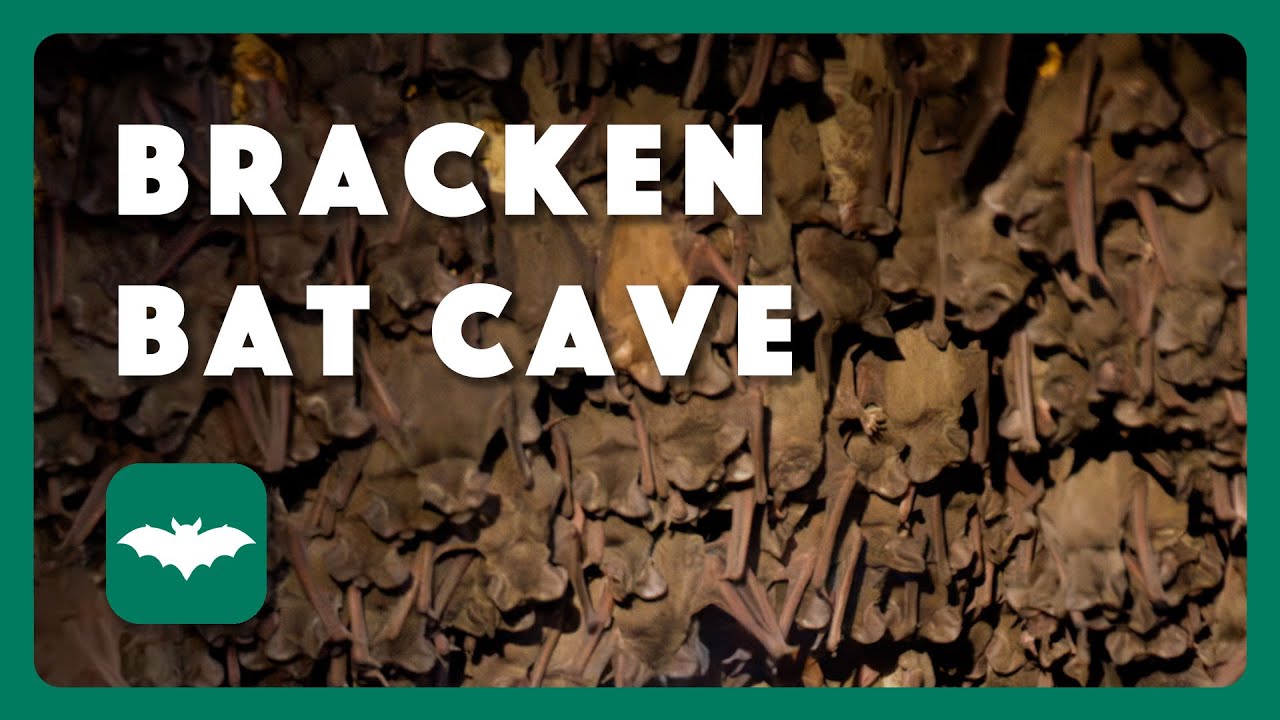 Bracken Bat Cave - YouTube