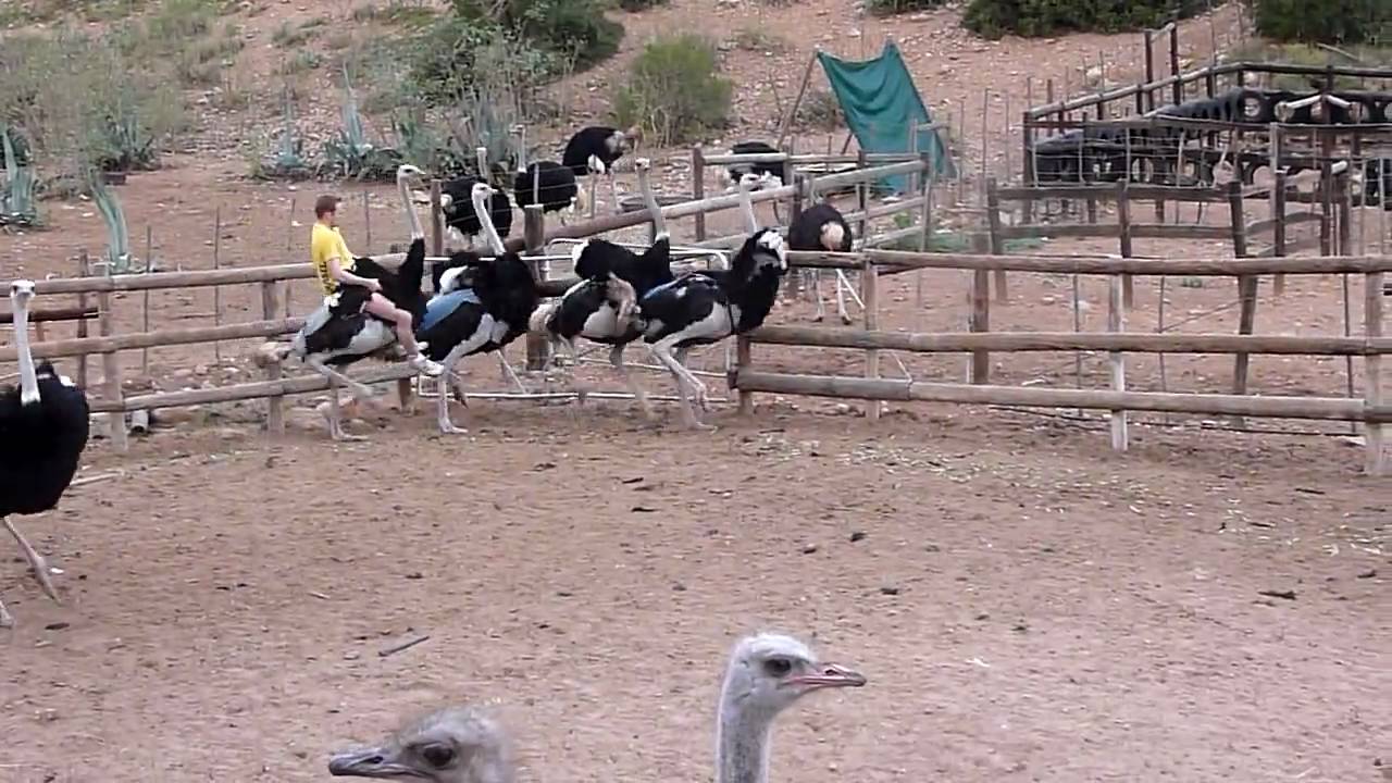 Ostrich Racing in Oudtshoorn - YouTube