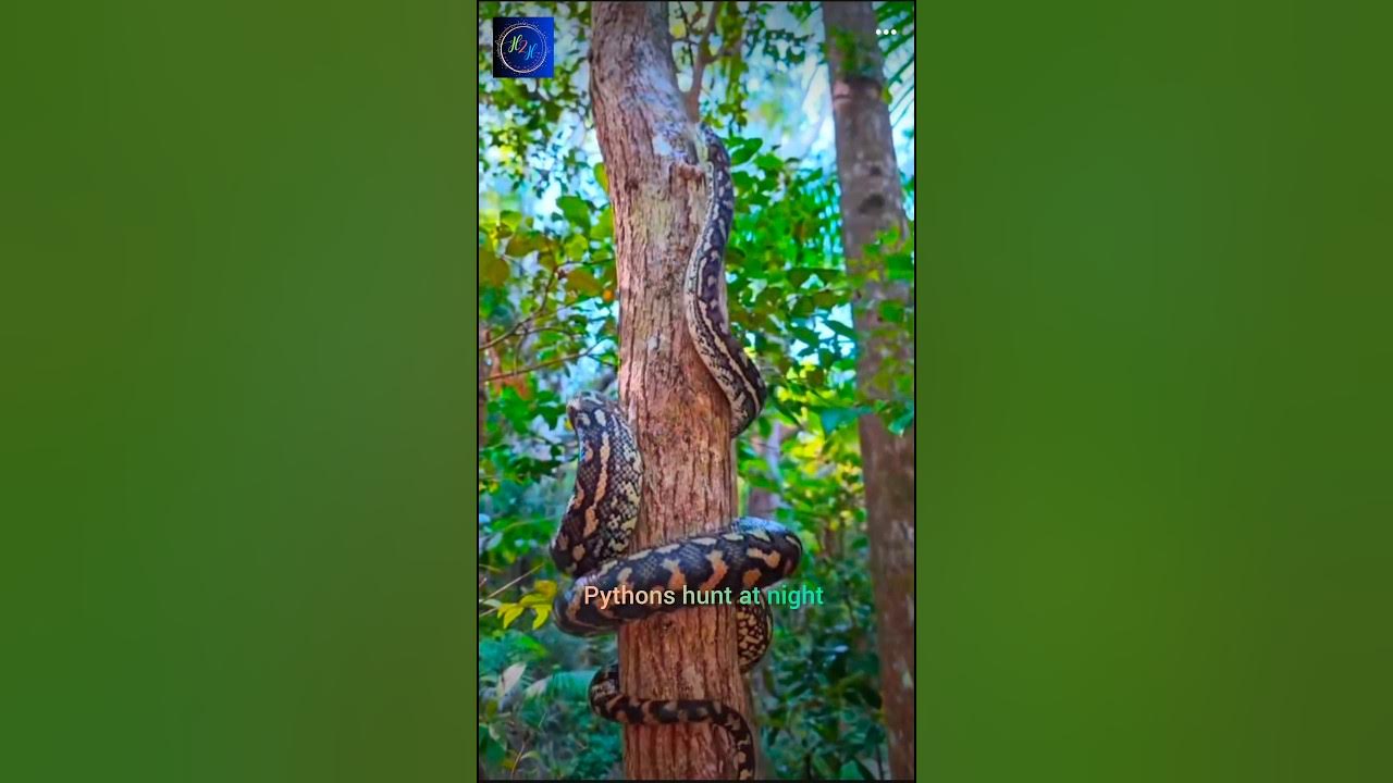 python climbing on tree | अजगर साँप | python snake - YouTube
