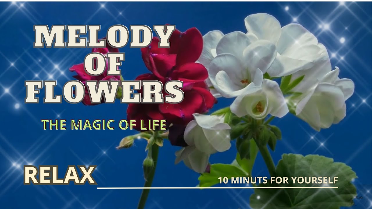 The magic of life, blossoming buds, inspiring music… Spend 10 minutes ...