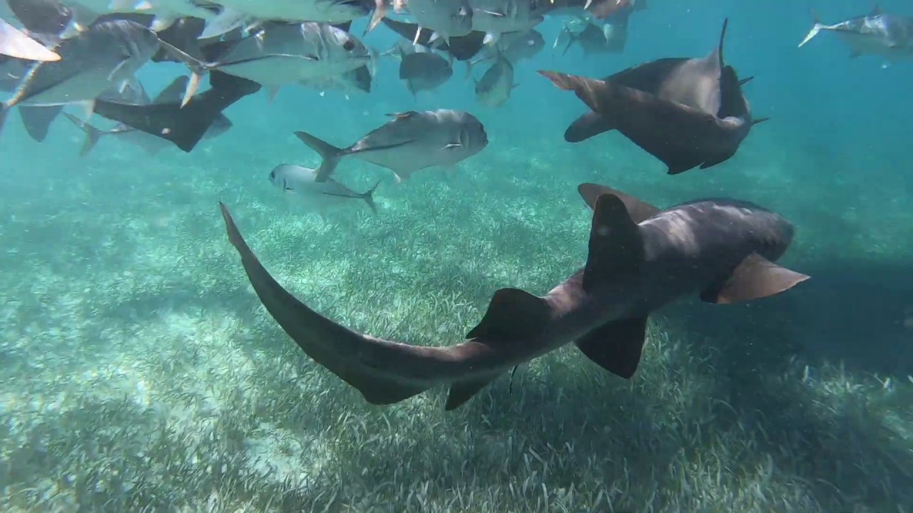 "Couch Potato Sharks" Snorkeling with Nurse Sharks Caye Caulker Belize ...