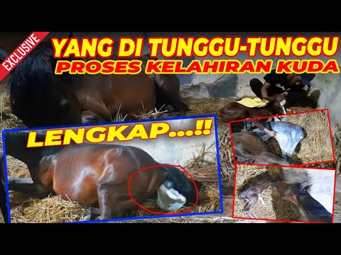GUE PUNYA ANAK LAGI!!! KUDA GUE LAHIRAN! LANGSUNG NEMPEL!! KOK BISA??