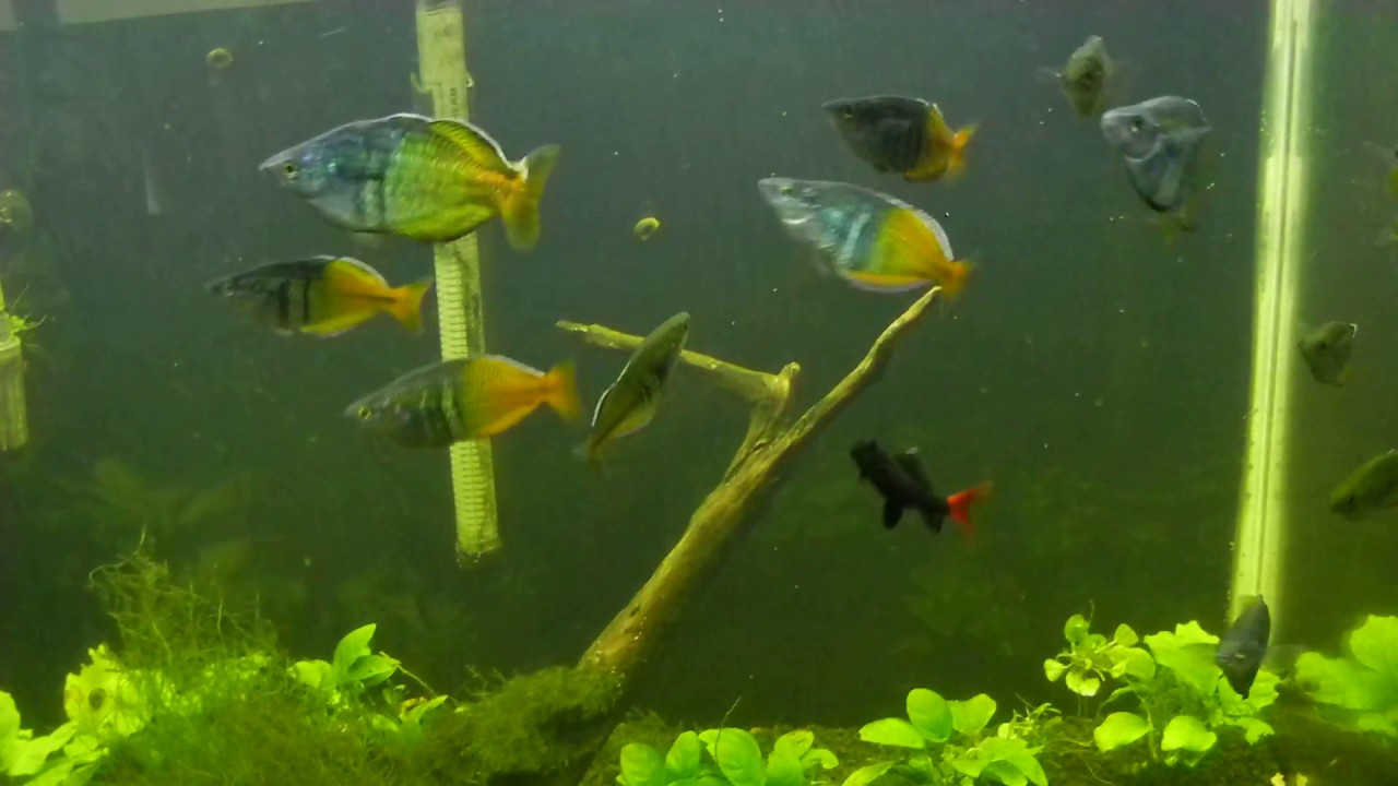 Bosami Rainbow fish Planted Tank - YouTube