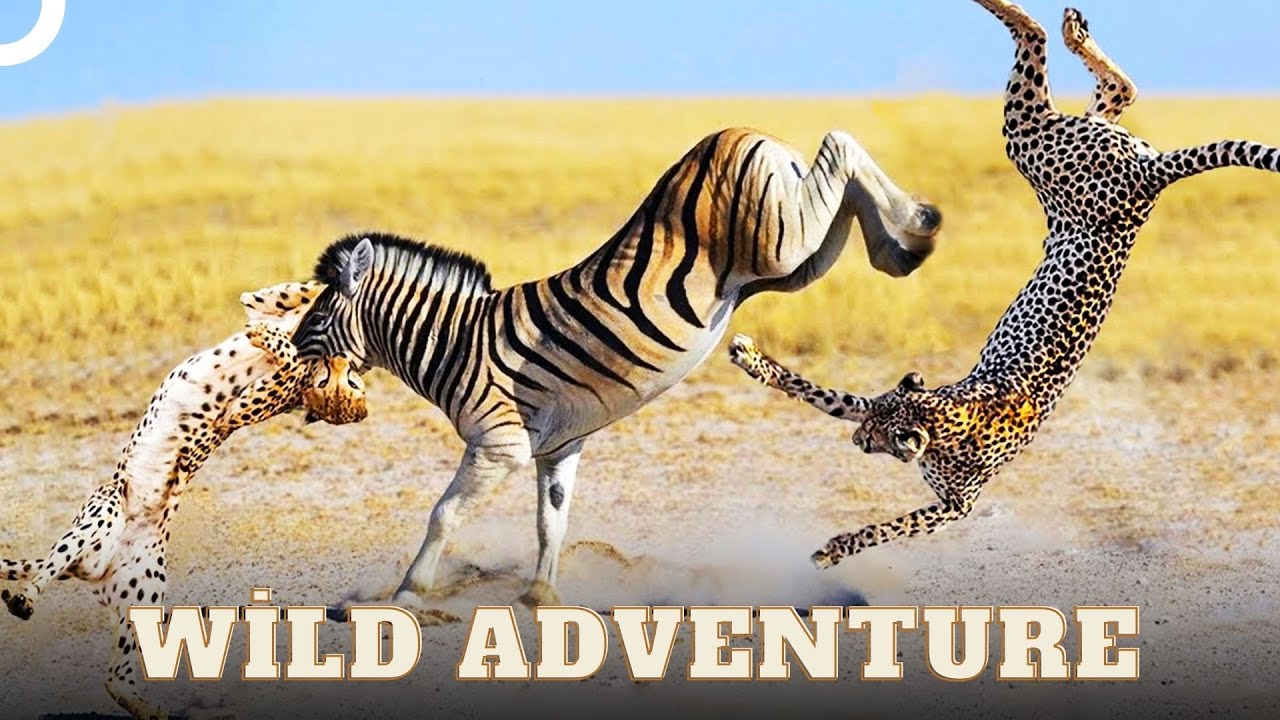 Zebras' Struggle for Survival | Wild Ones Episode 11 | Animal ...