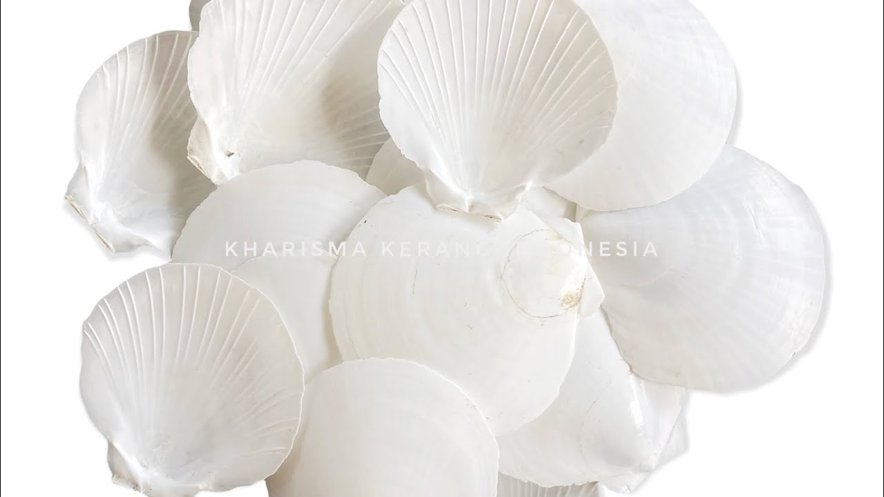Amusium Pleuronectes Shell Asian Moon Scallop Shell Kerang Simping By ...