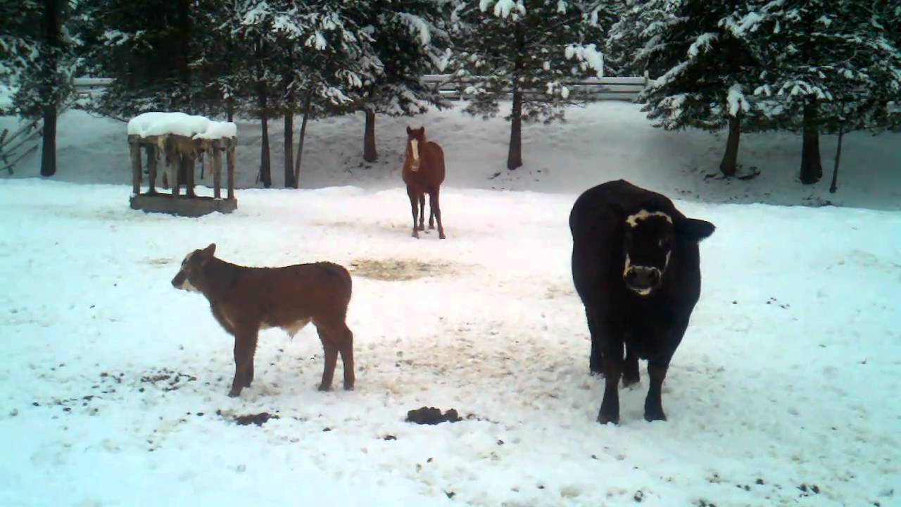 NEW BABY RED ANGUS BULL CALF - YouTube