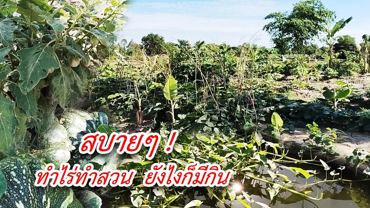 ทำไร่ทำสวน สบายๆ ยังไงก็มีกิน เกษตรพอเพียง เกษตรผสมผสาน วิถีชีวิต