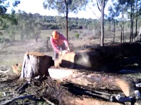 Cutting some dead dry IronBark - YouTube
