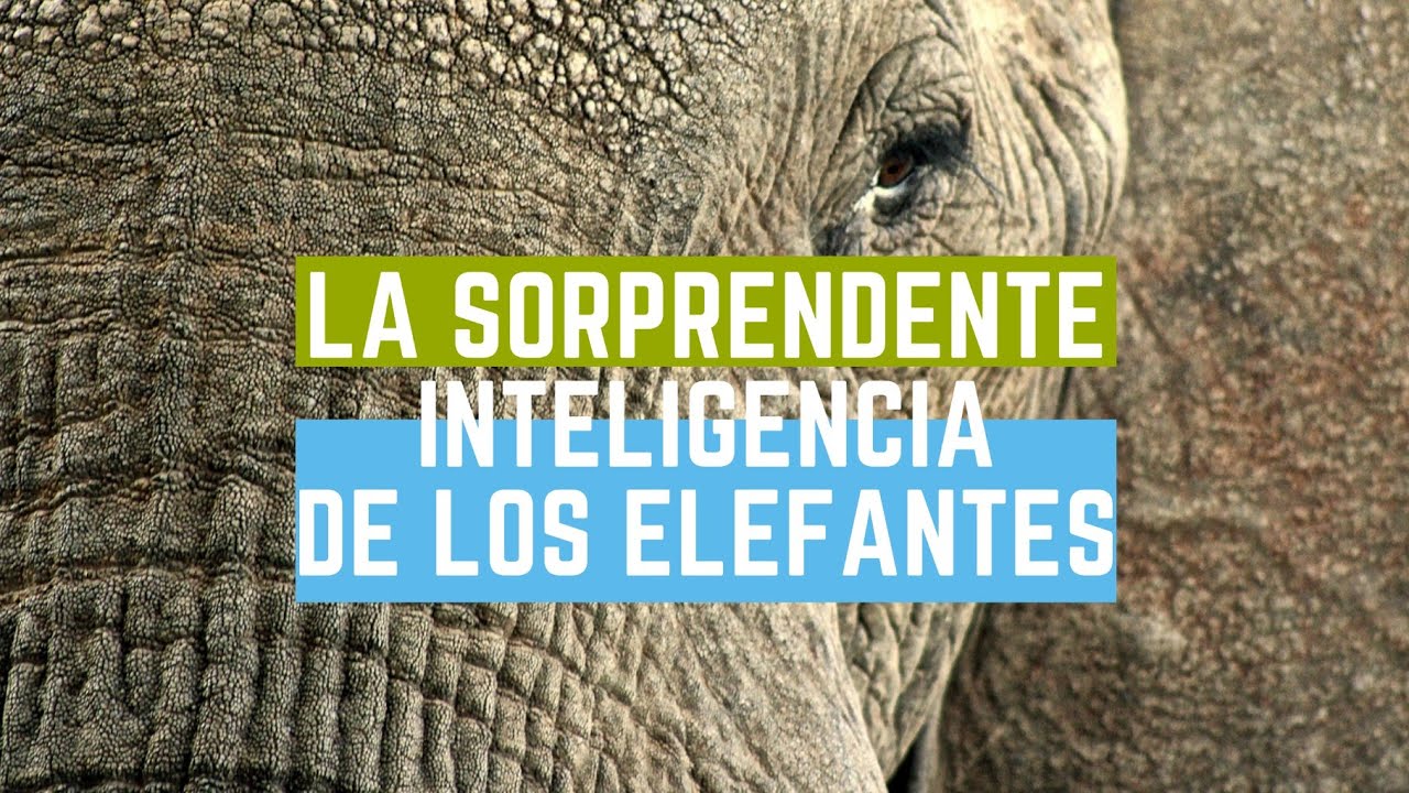 La sorprendente inteligencia de los elefantes - YouTube