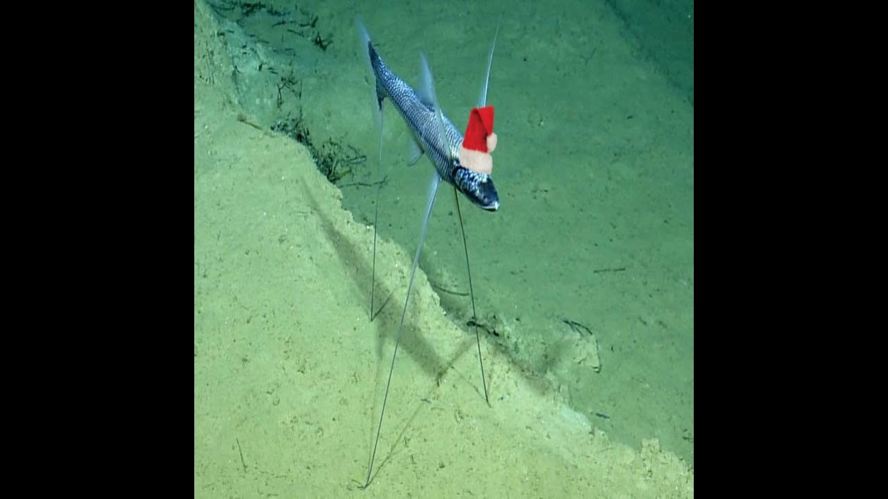 A Very Tripod Fish Christmas - YouTube
