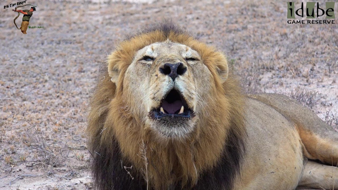 Stunning Lion Roar: Majingilane Male Roaring - YouTube
