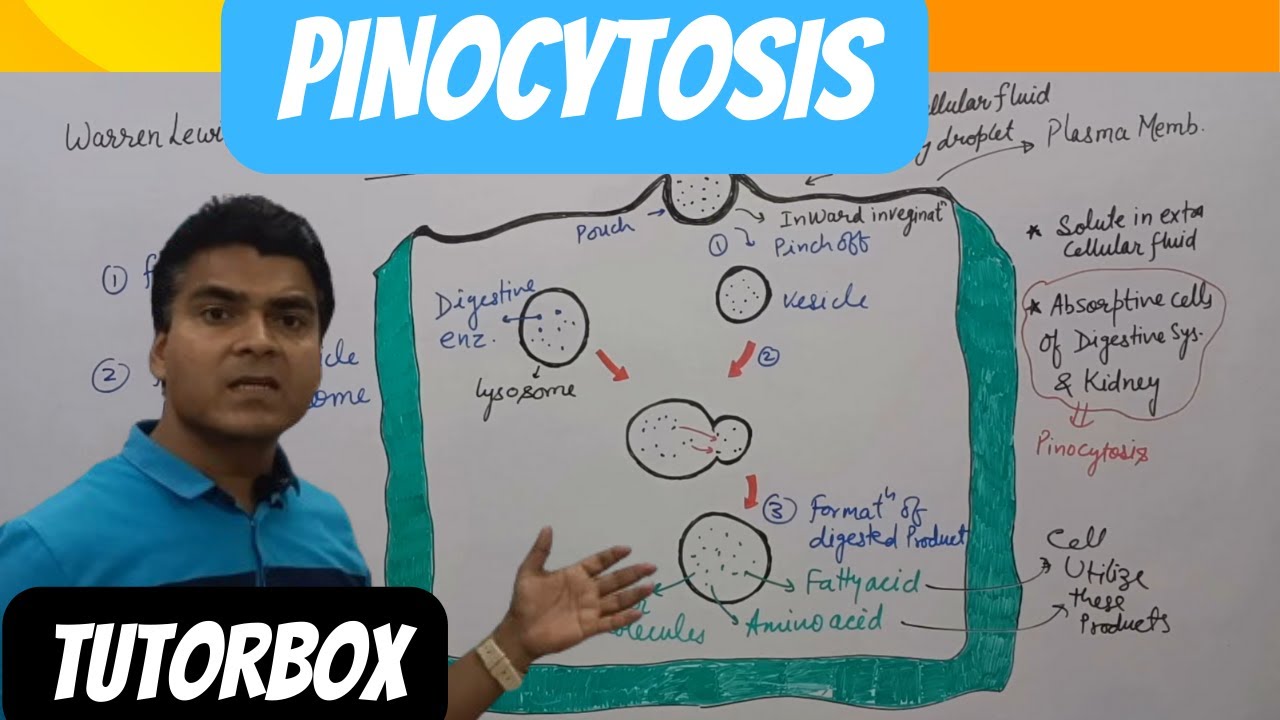 Pinocytosis | Transport Across the Cell Membrane | BPharm HAP Unit 1 ...