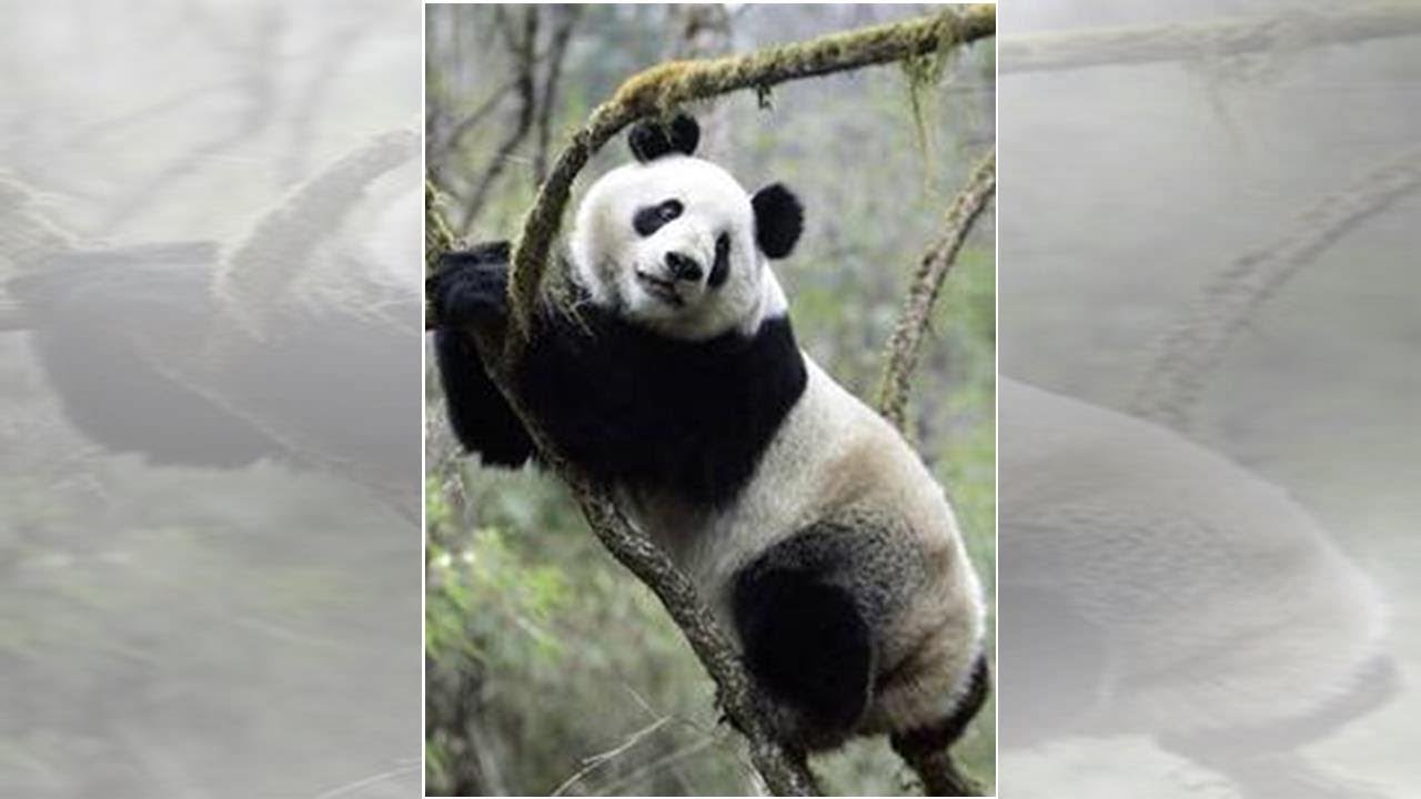 Panda death in Thailand stirs suspicion in China – The Independent News ...