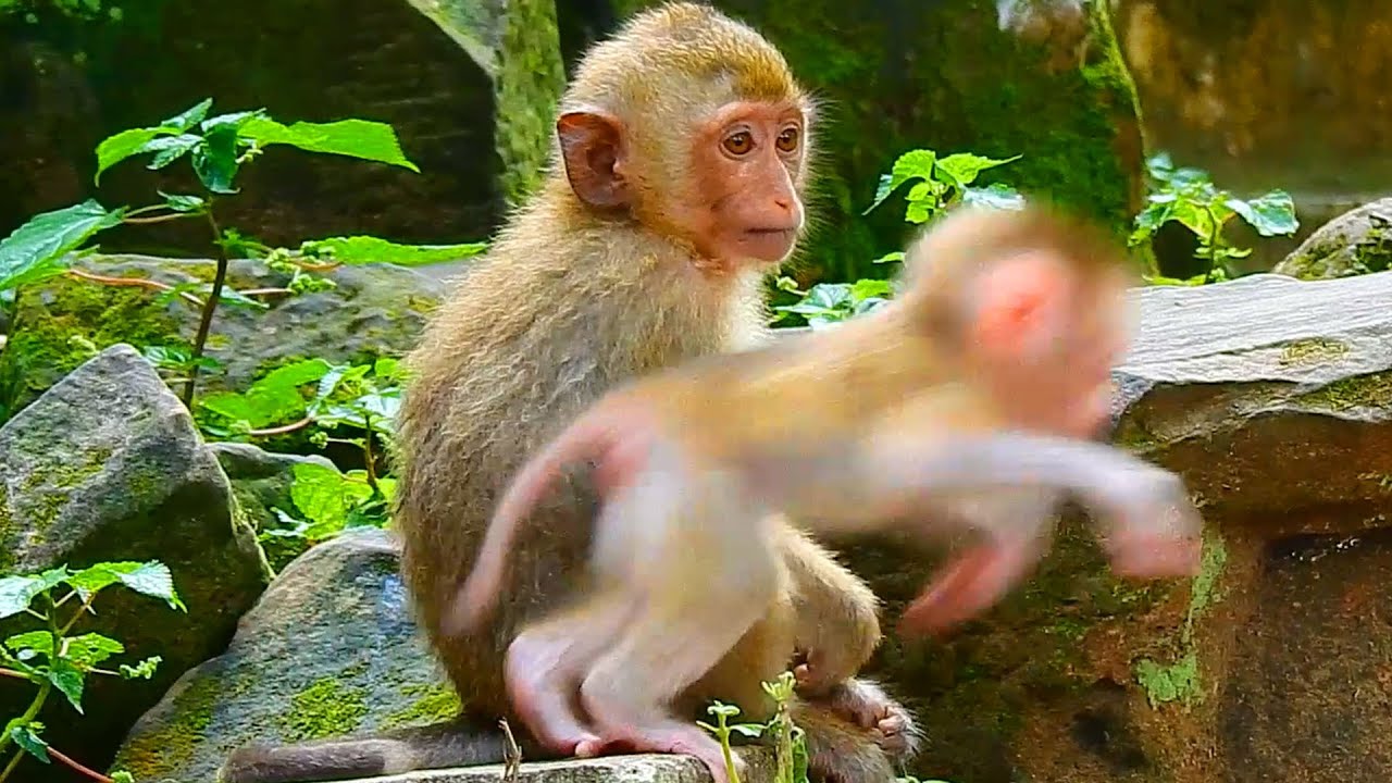Baby Leu jump from the high rock to the ground & he happy play with ...