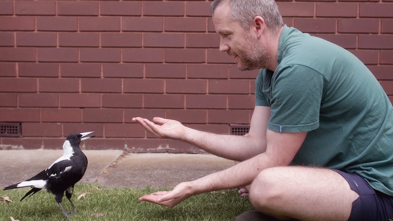 Teasing My Wild Magpie Friend😜 - YouTube