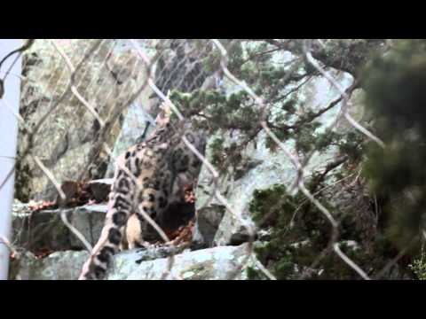 Snow leopard @ the Stone Zoo (#2)