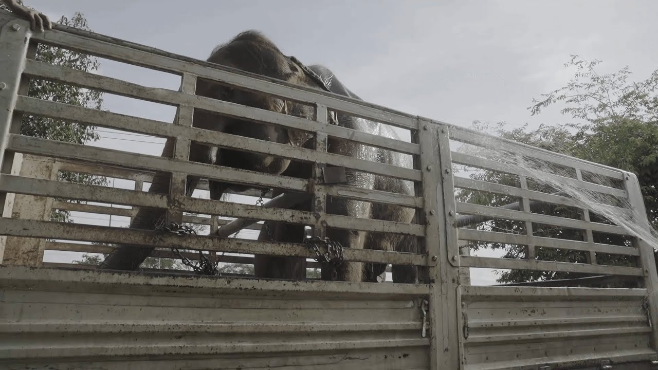 Official Trailer: World's First Tokenized Elephants To Unchain An ...