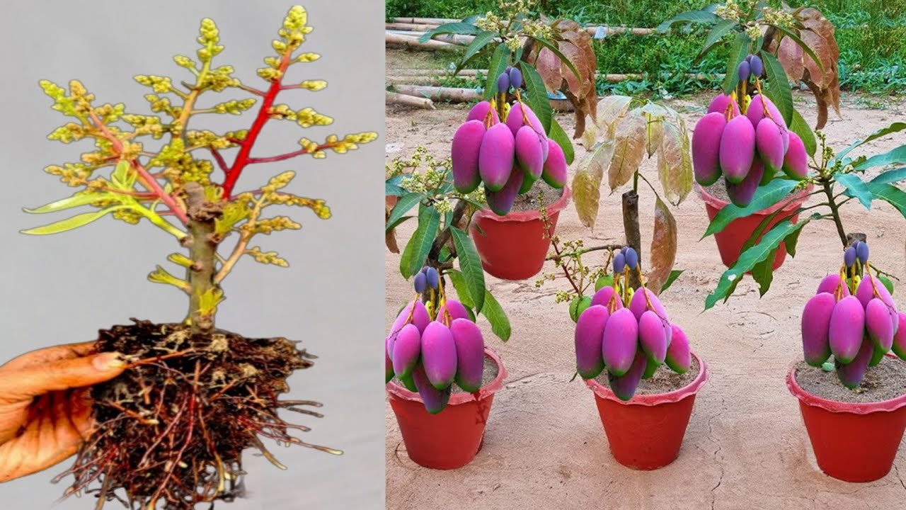 Unique Skill Propagate Mango tree with tomato ||Simple Method Grafting ...