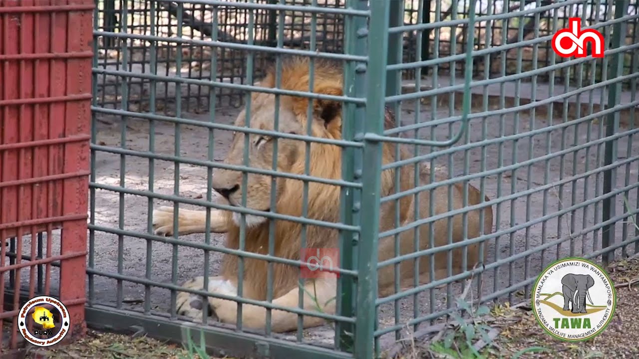 Jionee Simba na wanyama wengine Sabasaba - YouTube