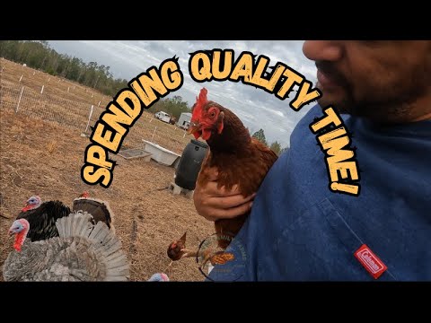 Checking on the animals after my time away! #farming #pastureraised ...