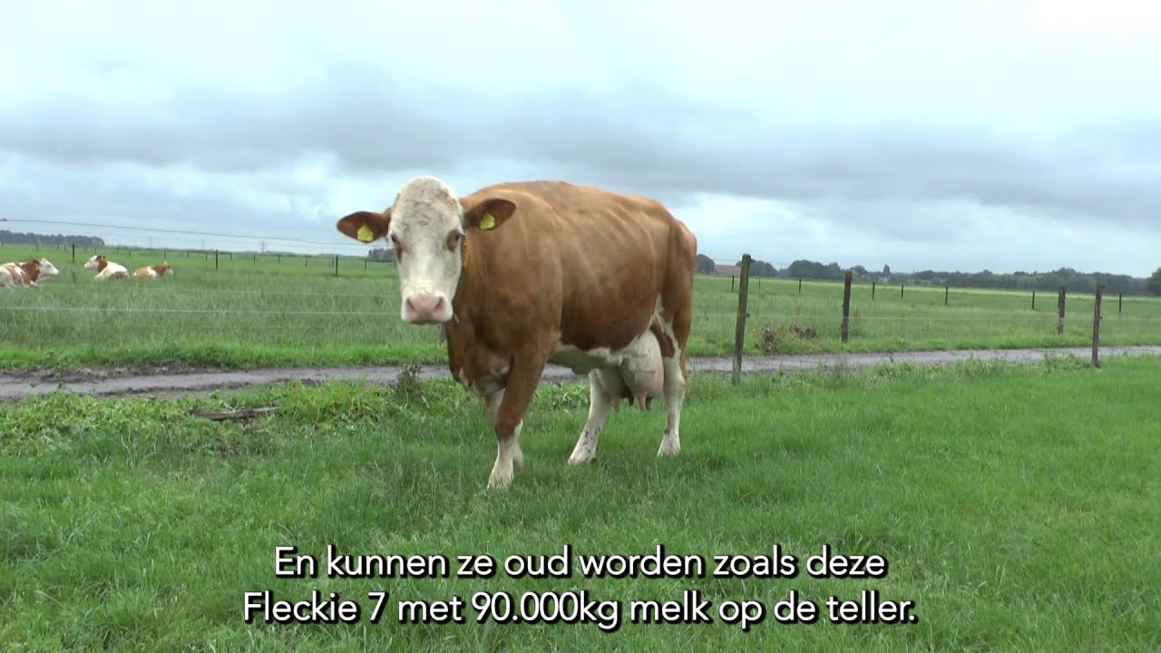 Dave Schep 2015 - YouTube