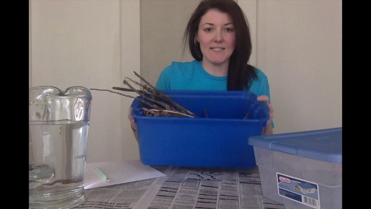 Build a Dam - STEM Activity with Miss Lindsey - YouTube