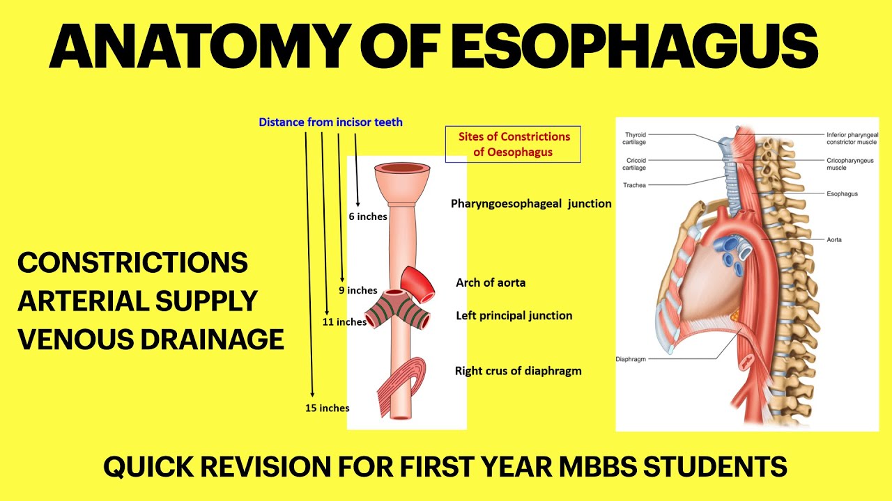 Esophagus anatomy | Esophagus constriction | Esophagus blood supply ...