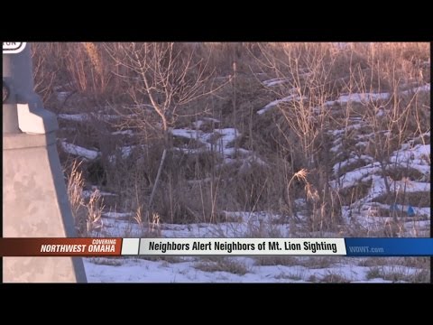 Neighbors Alert Neighbors of Mt. Lion Sighting