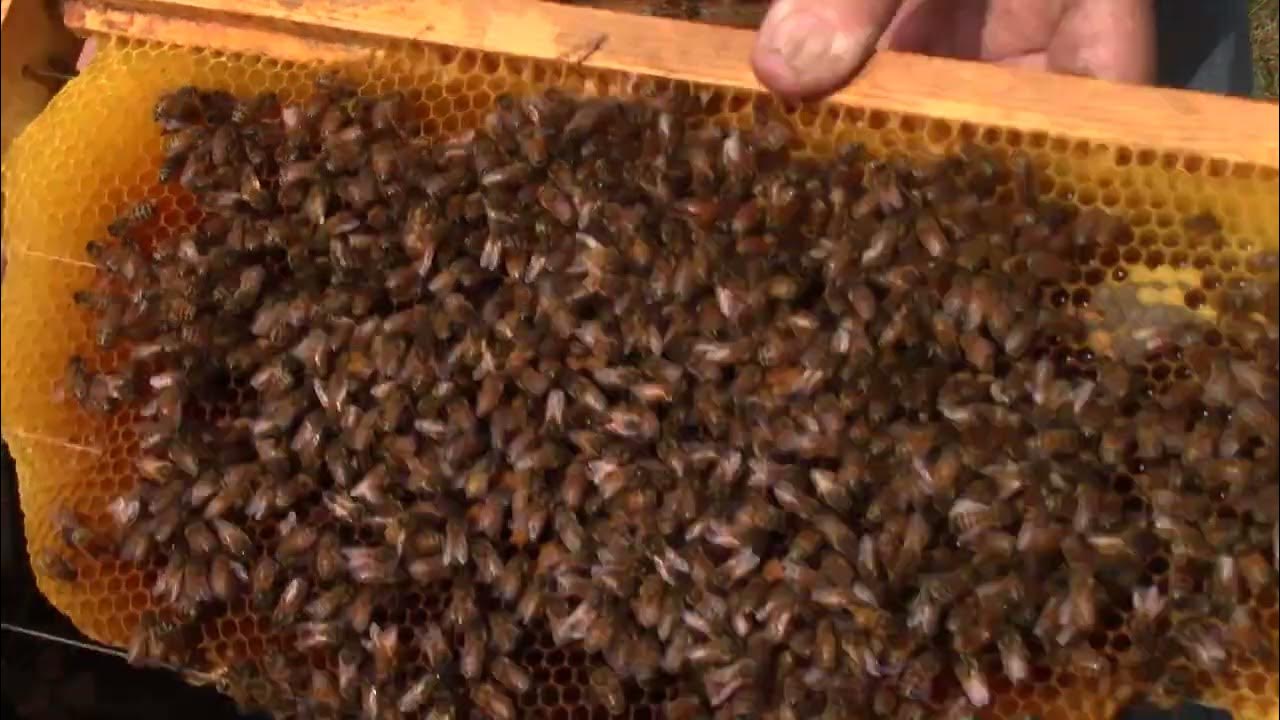 MVI 0007 / What do the bees do with the ventilation holes in the hive when it gets' cold. - YouTube