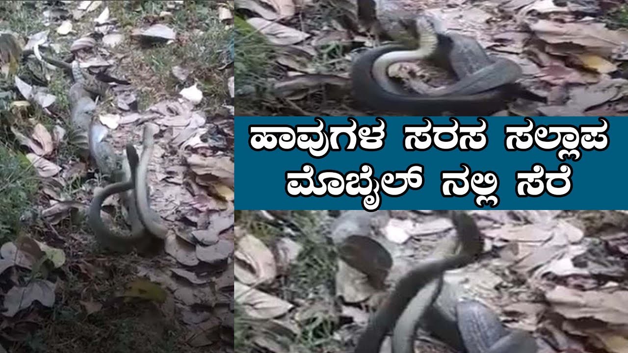 ಚಿಕ್ಕಮಗಳೂರಿನಲ್ಲಿ ಹಾವುಗಳ ಸರಸ | CHIKKAMAGALURU | SNAKE | ONEINDIA KANNADA ...