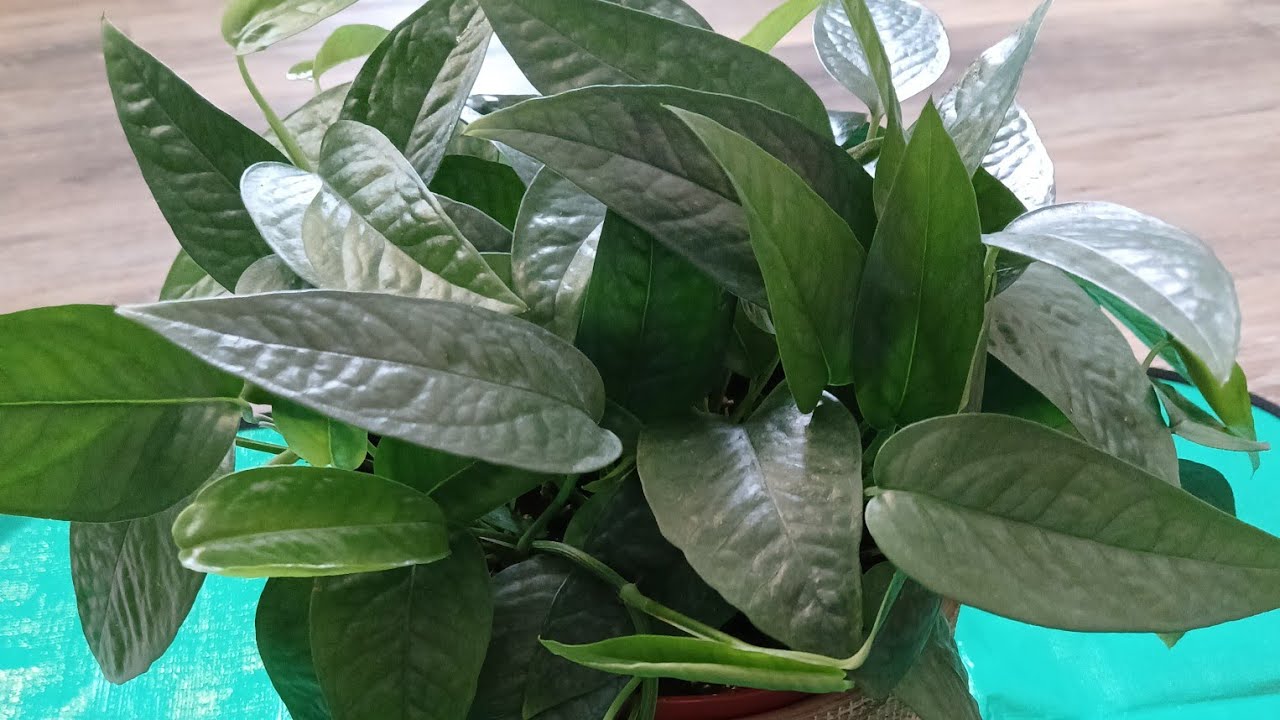Cebu Blu & Silver Arrow Pothos Leaf Shining 🍃 #healthy #hobbies # ...
