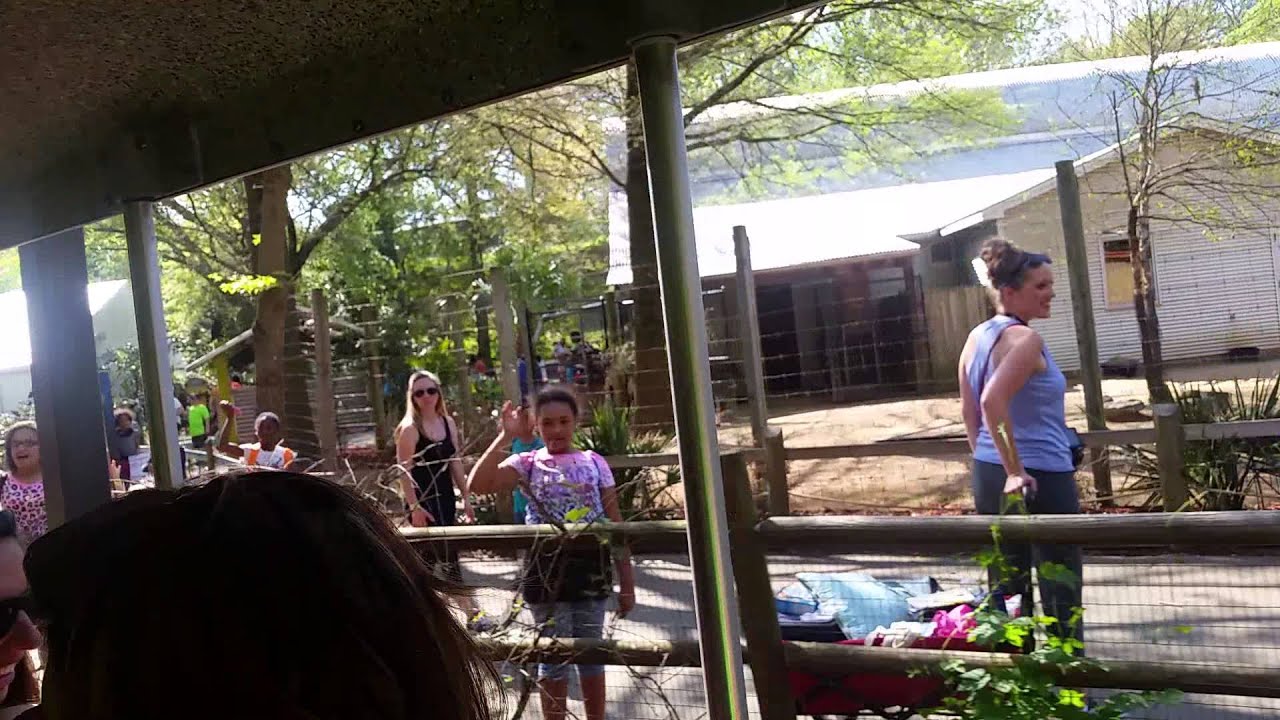 Atlanta Zoo Fun Train Ride for kids and families - YouTube