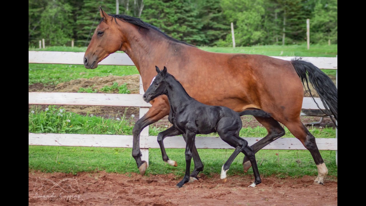 Exquisite Hanoverian dressage yearling available. - YouTube