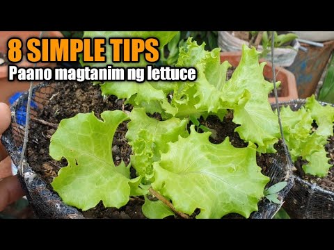 MADALI LANG MAGTANIM NG LETTUCE PARANG PECHAY LANG - 8 simple tips ...