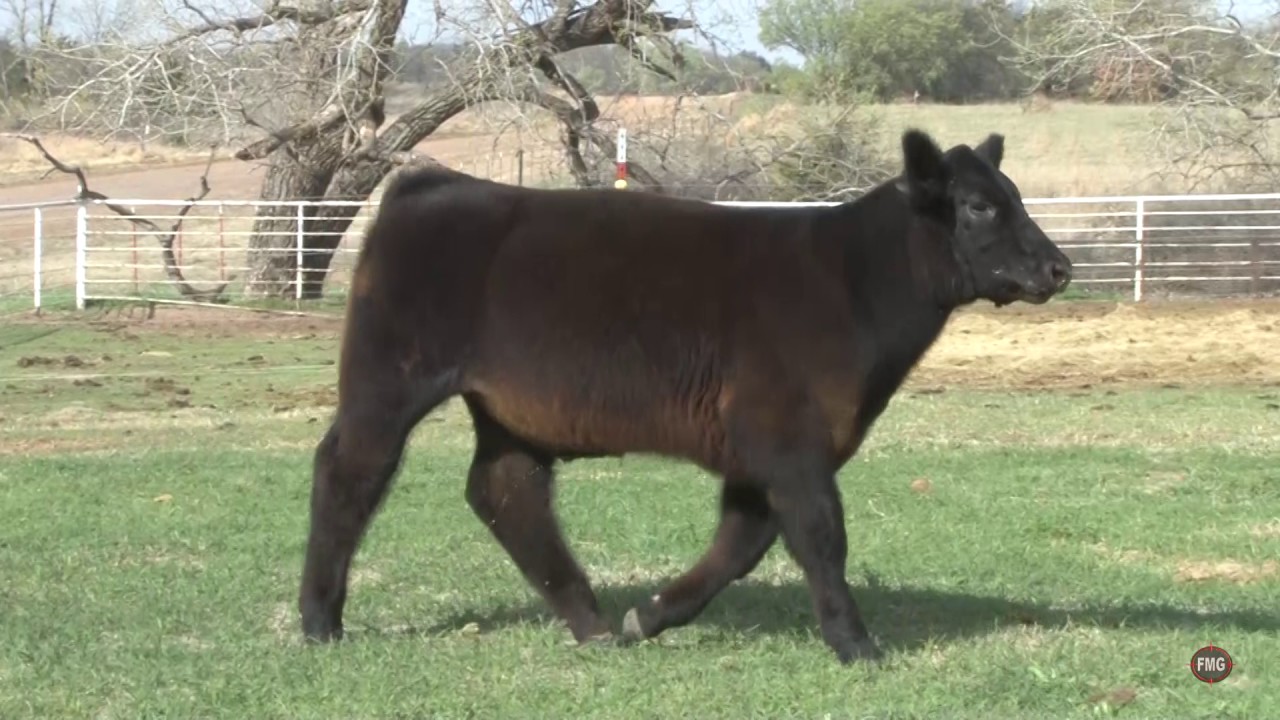 Rocking H Show Cattle Tag 278 - YouTube