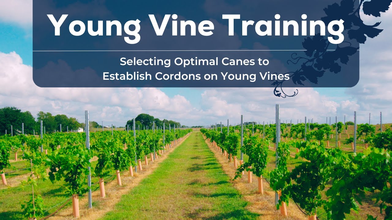 Selecting Optimal Canes to Establish Cordons on Young Vines # ...