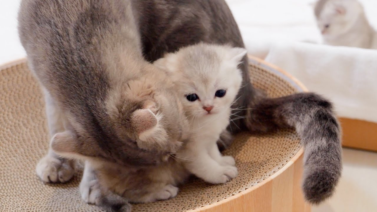 A kitten who stays up too late and gets scolded by her mother cat ...