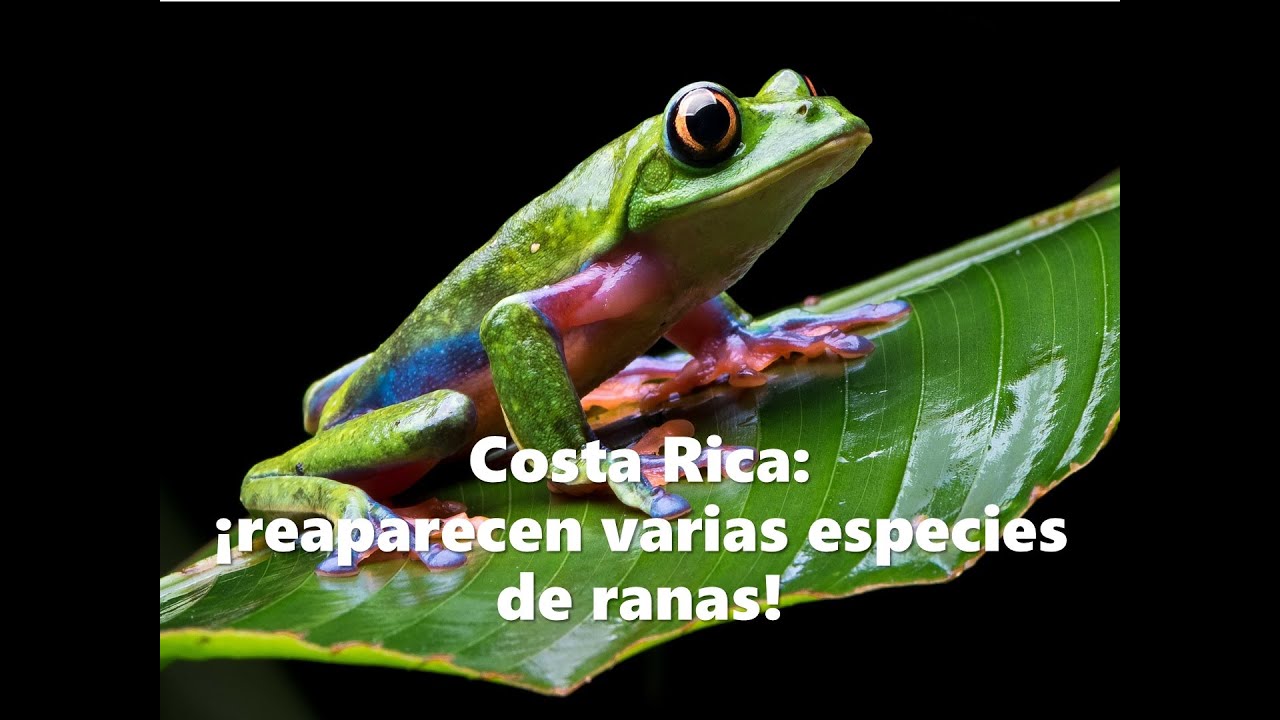 Costa Rica: ¡reaparecen varias especies de rana! - YouTube