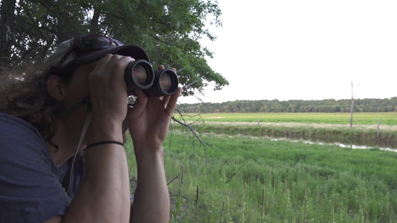 BUCKS IN THE CORN - PUBLIC LAND SCOUTING - YouTube