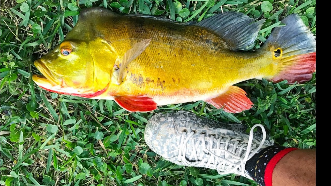 Catching Big Exotic FISH on Sticks!! - YouTube